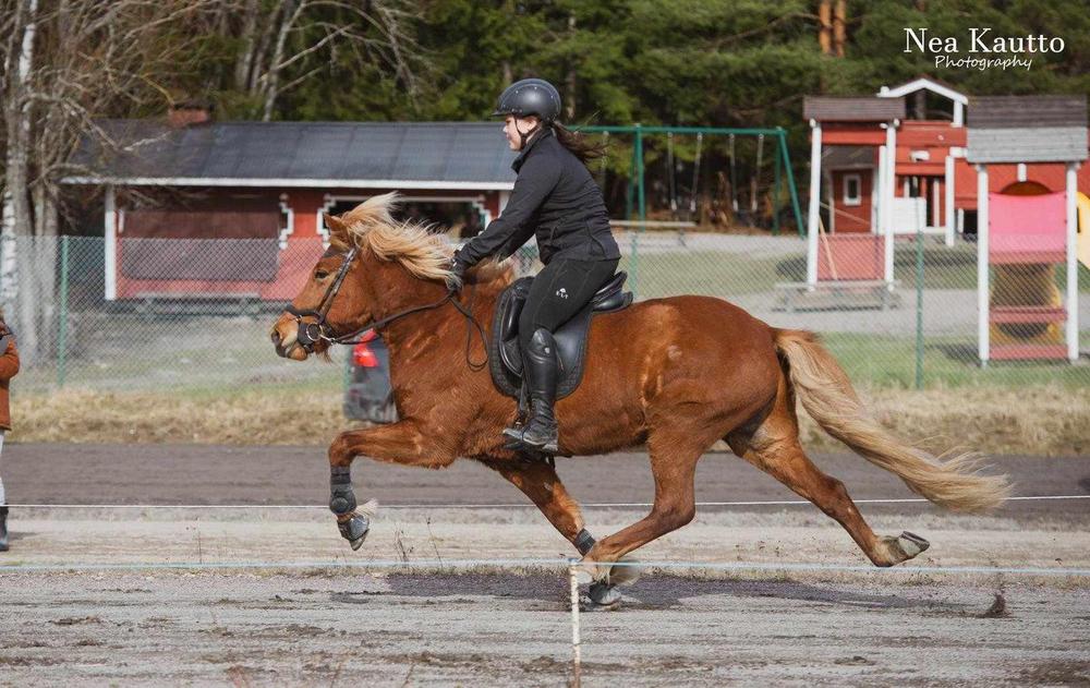 Viisi suomalaista FEIF:n Good and Harmonious Riding -listalla! - Suomen Islanninhevosyhdistys ry